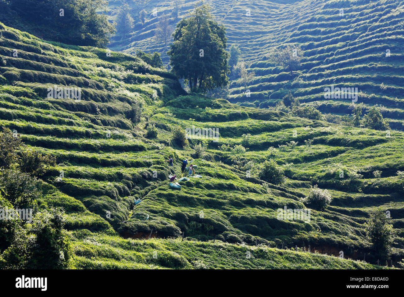 Tea plantations, Trabzon Province, Pontic Mountains, Black Sea Region ...