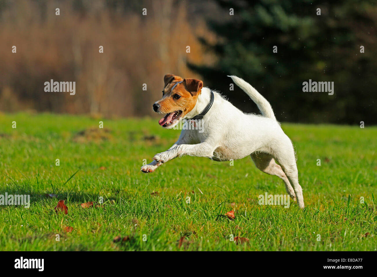 Jack Russell running over meadow, Germany Stock Photo - Alamy