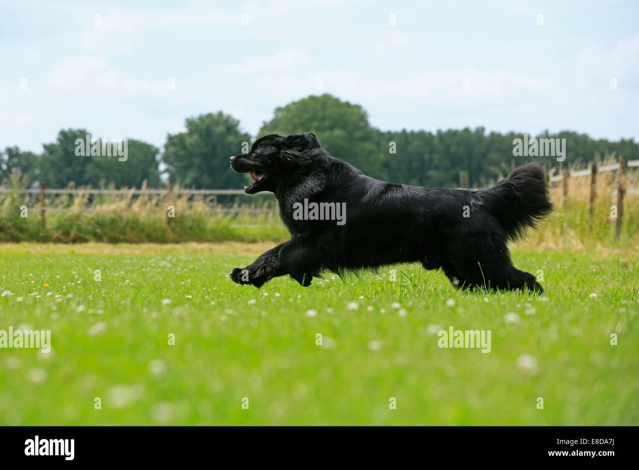 Newfoundland dog running hi-res stock photography and images - Alamy