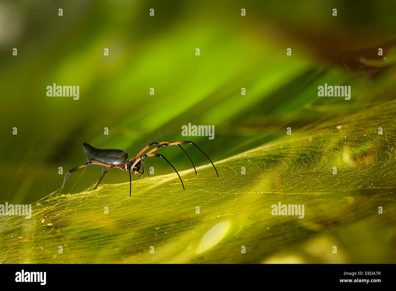Red-legged Golden Orb-web Spider (Nephila inaurata), Baie Sainte Anne ...