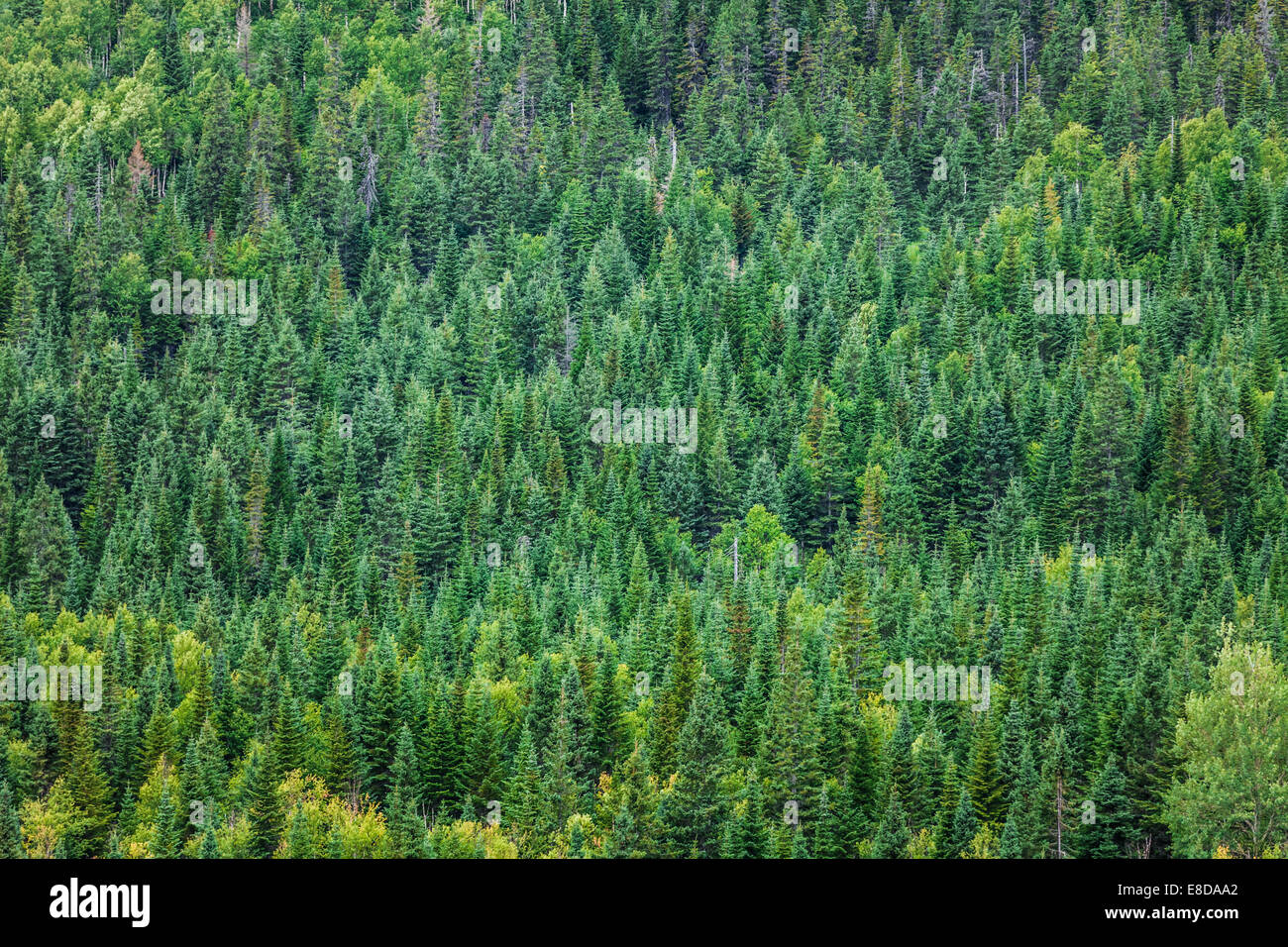 Forest texture hi-res stock photography and images - Alamy