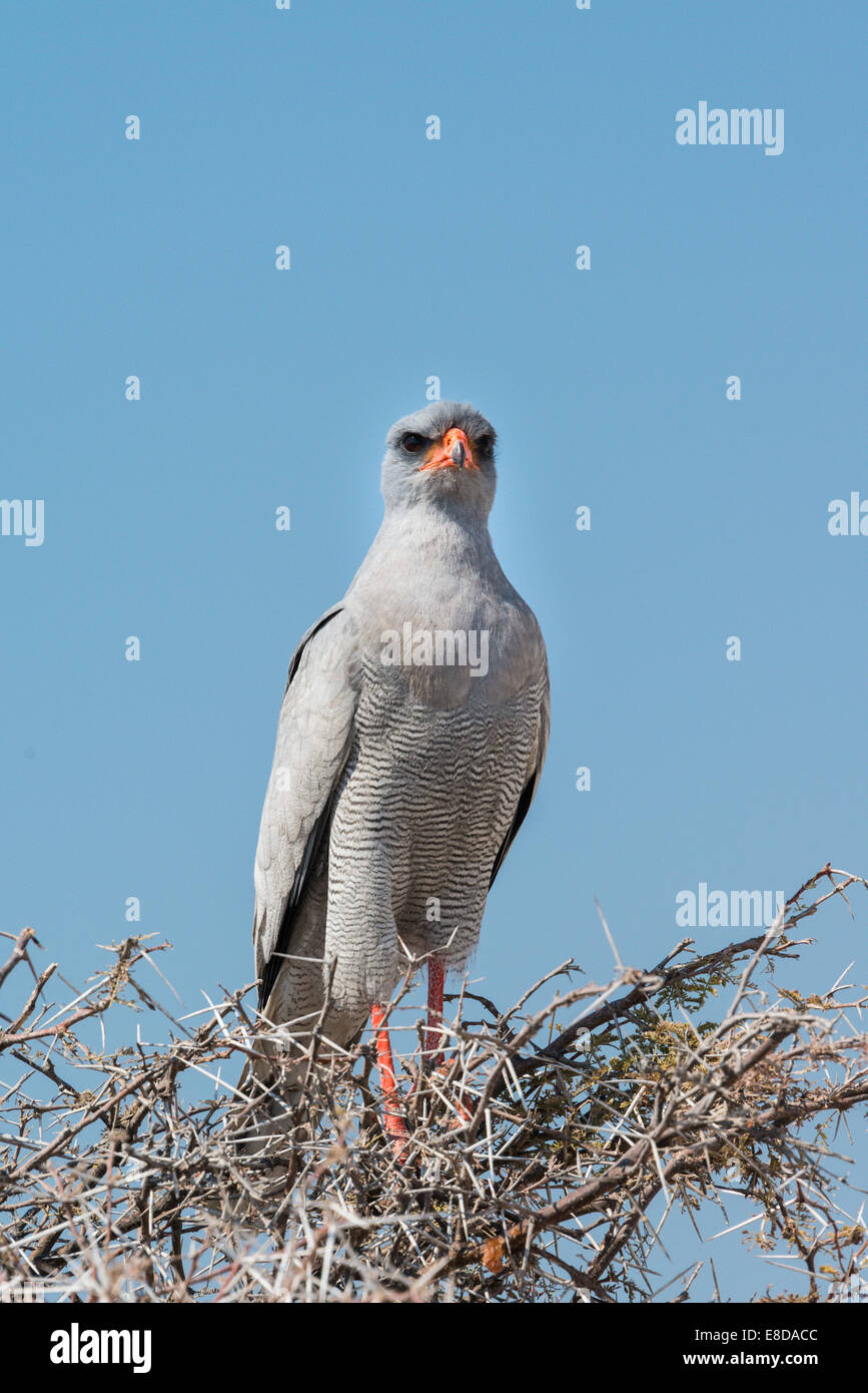 Eastern chanting goshawk hi-res stock photography and images - Alamy