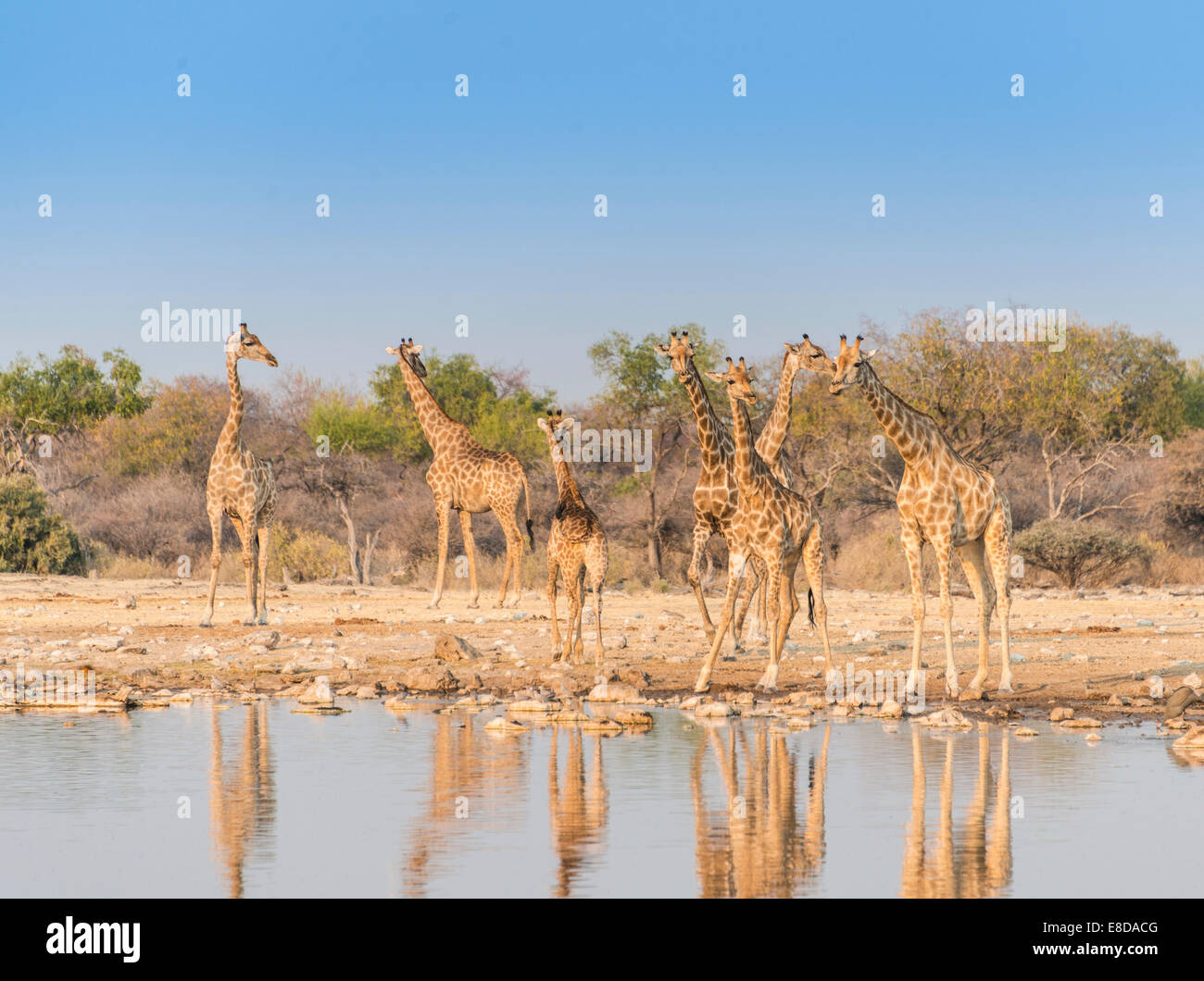 Klein mammals hi-res stock photography and images - Alamy
