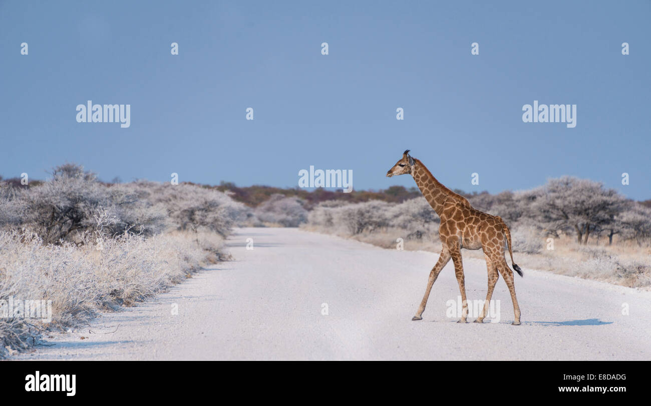 Giraffe walking hi-res stock photography and images - Alamy