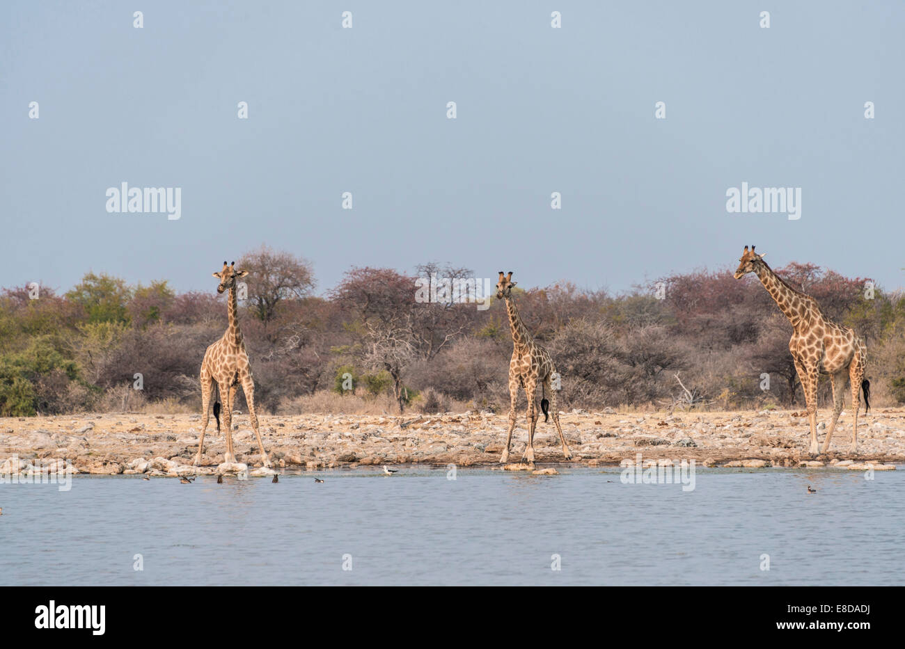 Klein mammals hi-res stock photography and images - Alamy