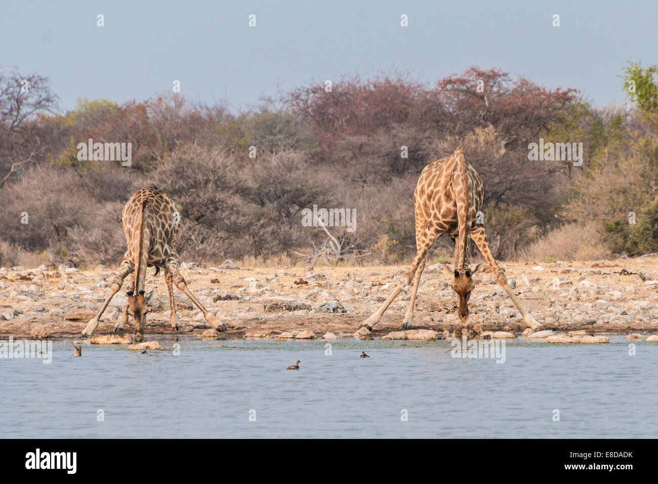Klein mammals hi-res stock photography and images - Alamy