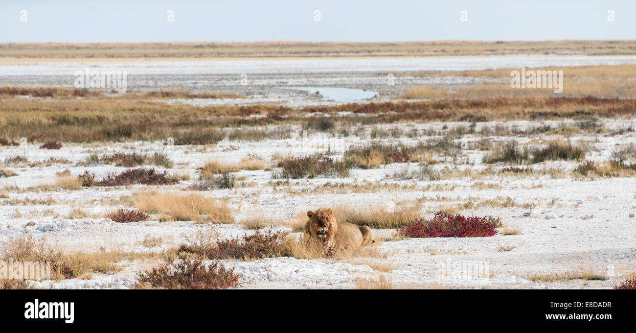 Gorged lion hi-res stock photography and images - Alamy