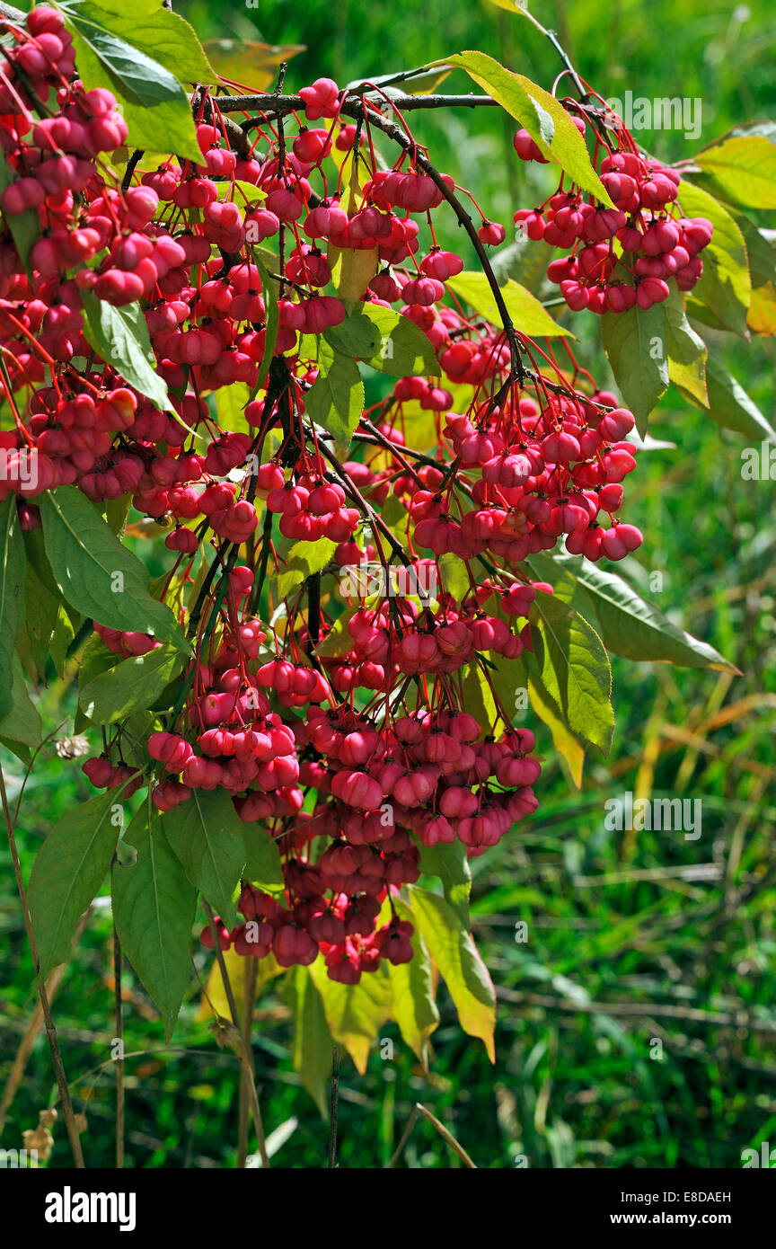 Flowering European spindle (Euonymus europaeus), Mecklenburg-Vorpommern ...