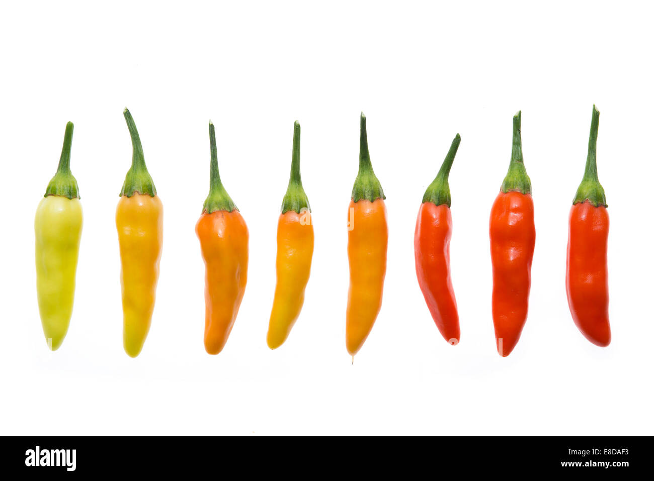 Chili peppers, various stages of ripeness, yellow, orange, red Stock ...