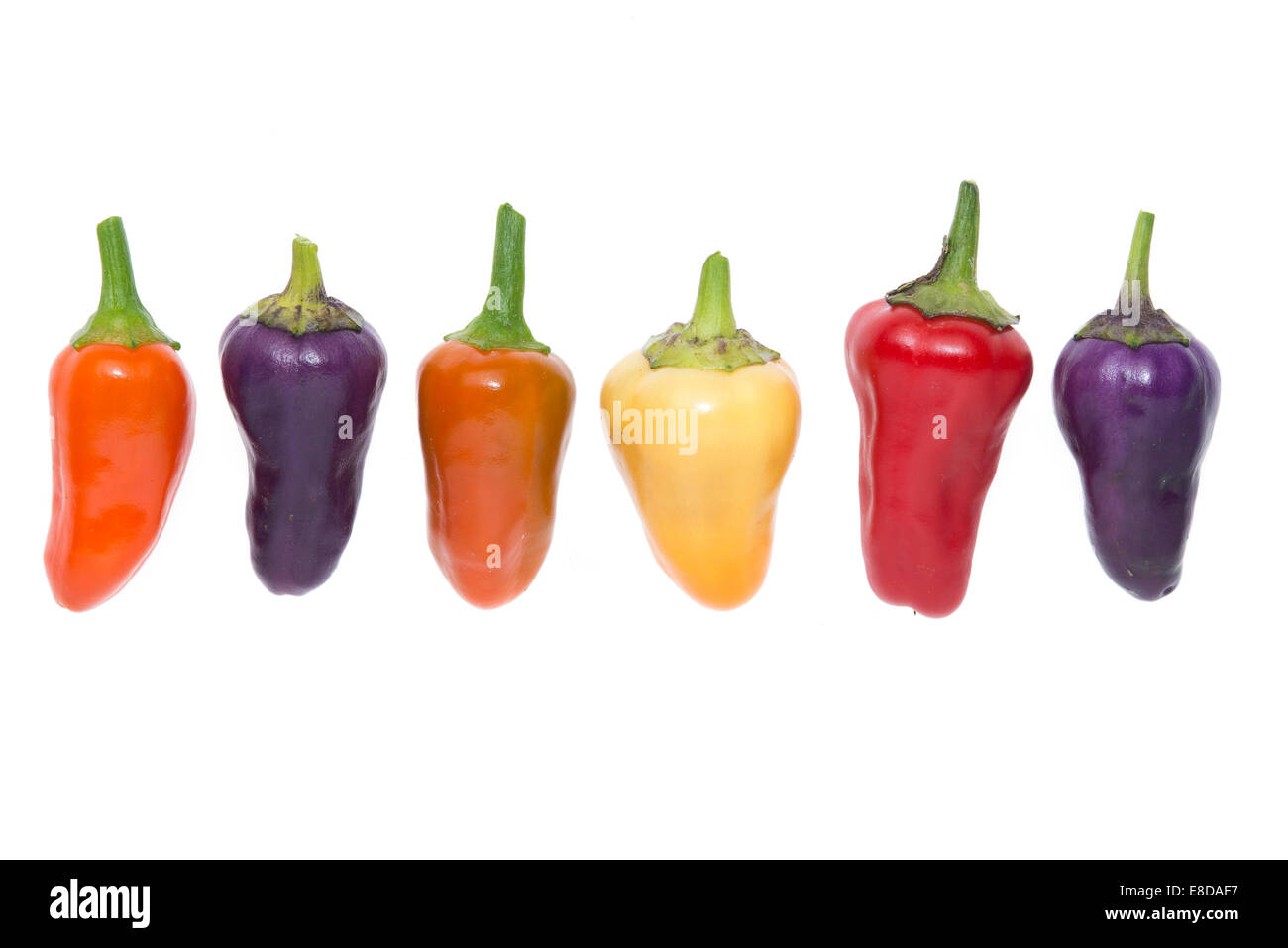 Siberian house pepper hi-res stock photography and images - Alamy