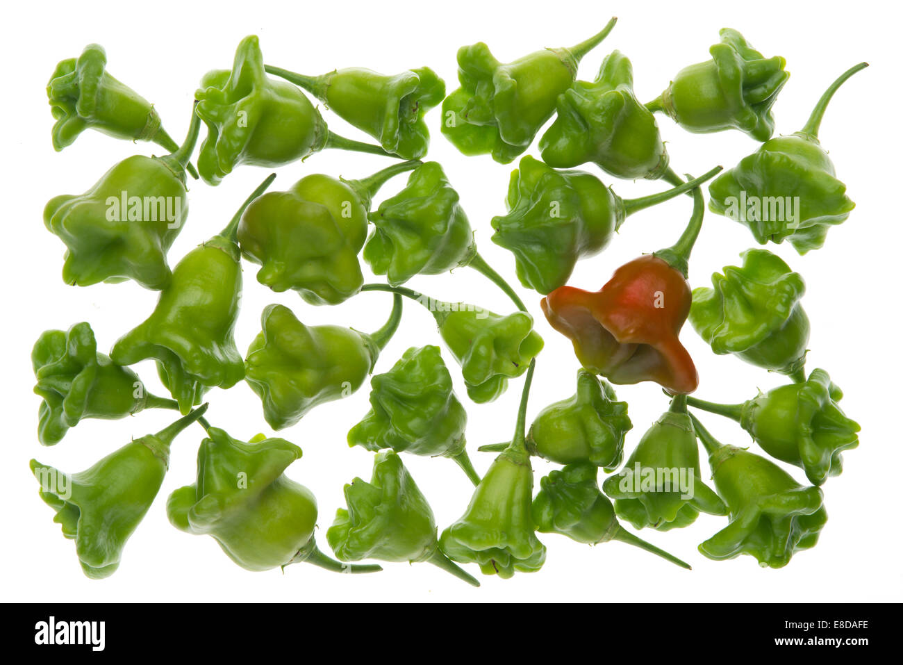 Naga jolokia hi-res stock photography and images - Alamy