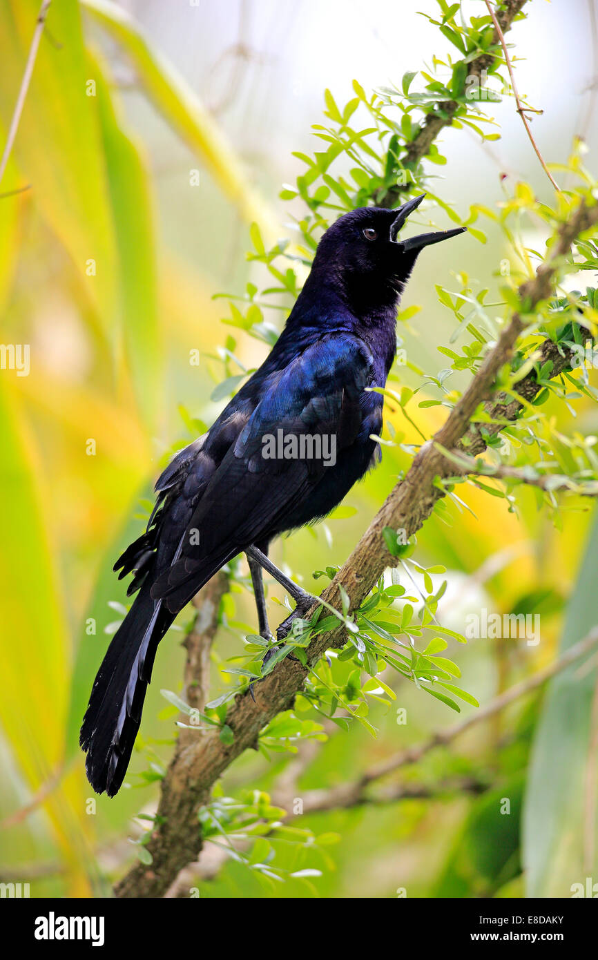 Boat-tailed Grackle (Quiscalus major), male, calling, Wakodahatchee ...