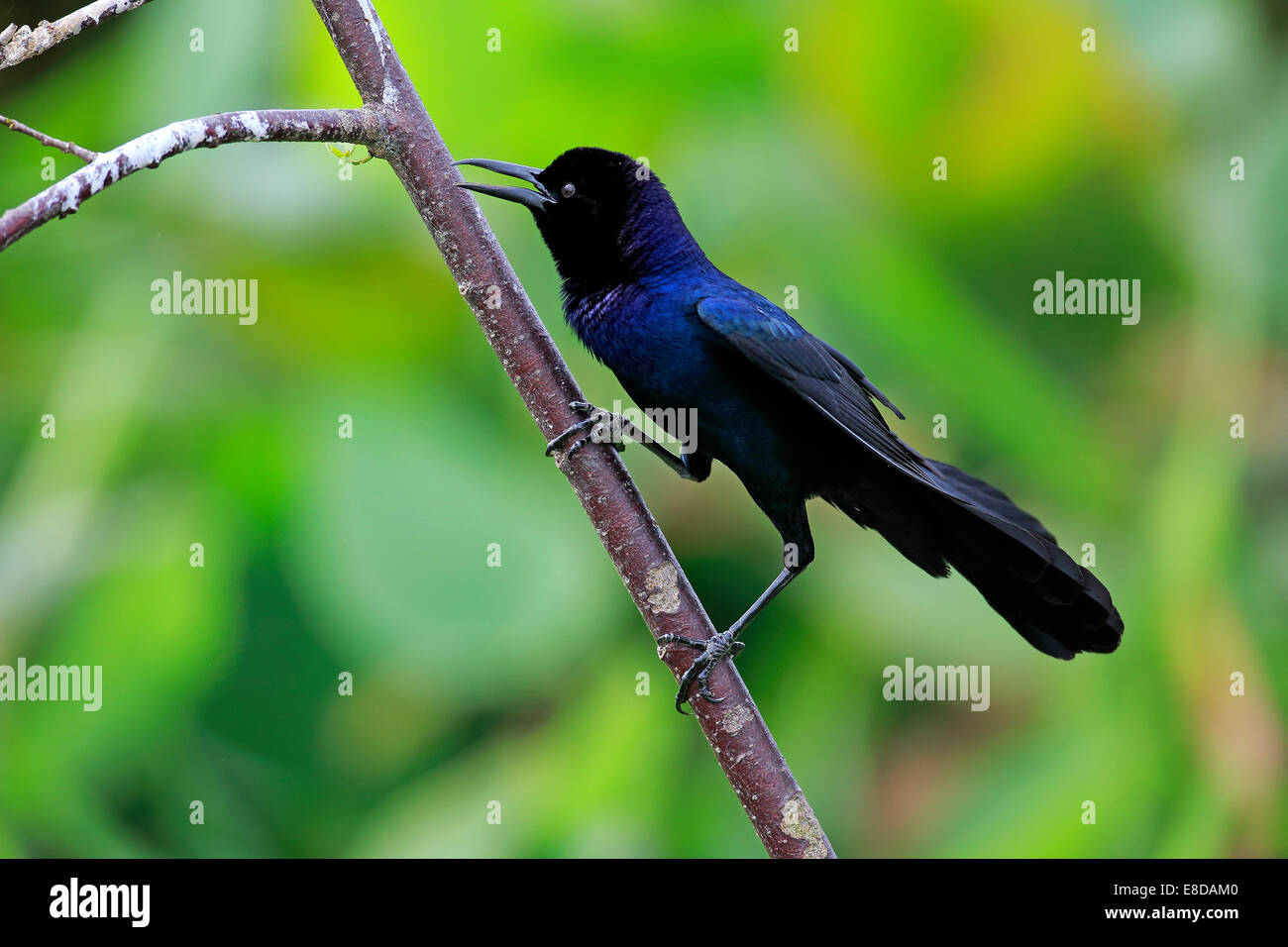 Boat-tailed Grackle (Quiscalus major), male, calling, Wakodahatchee ...