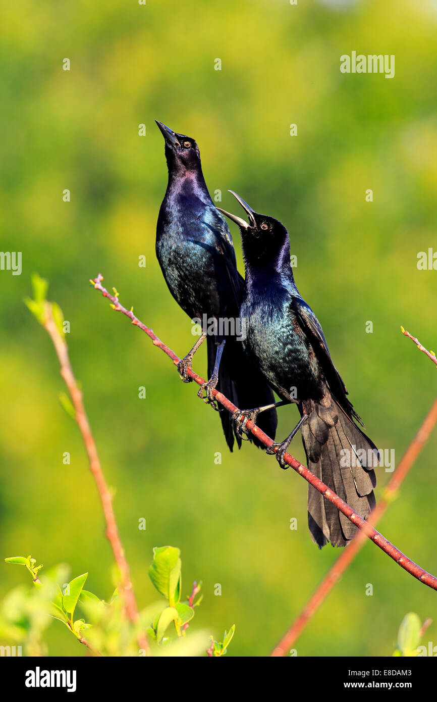 Two Boat-tailed Grackles (Quiscalus major), males, calling ...