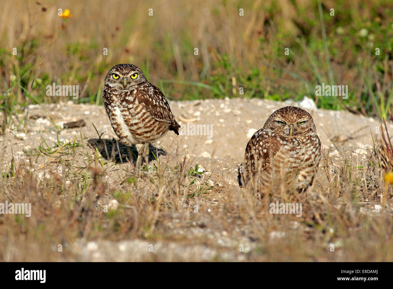 Burrowing owls burrow hi-res stock photography and images - Alamy