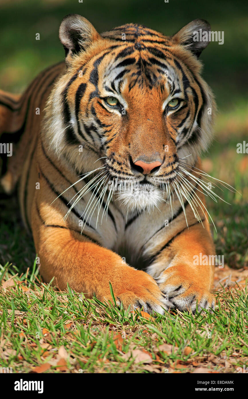 Bengal Tiger (Panthera tigris tigris), adult, captive, Miami, Florida ...