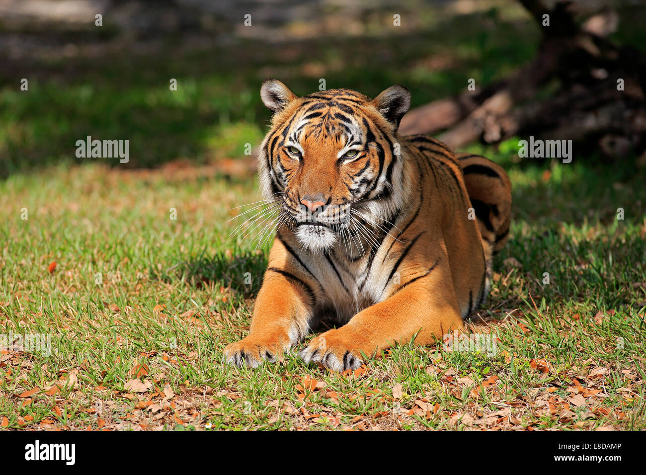 Bengal Tiger (Panthera tigris tigris), adult, captive, Miami, Florida ...