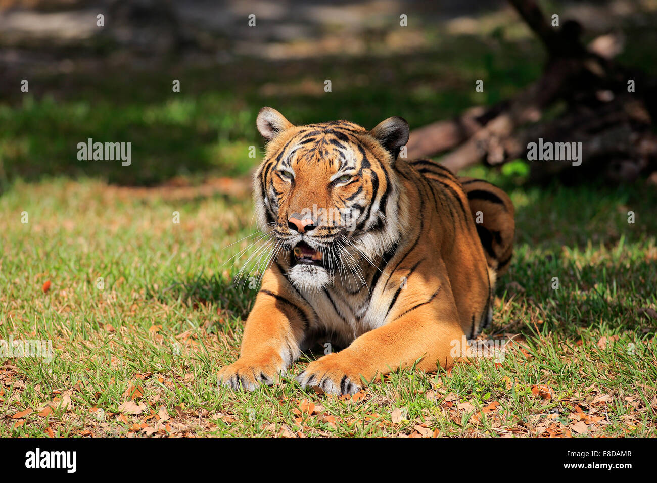 Bengal Tiger (Panthera tigris tigris), adult, captive, Miami, Florida ...