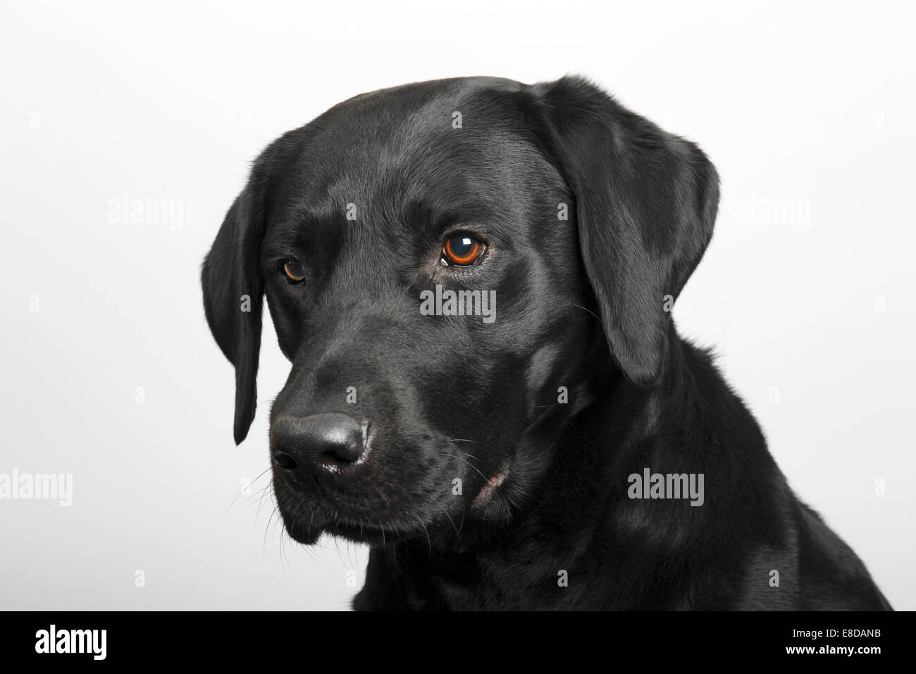 Black labrador retriever portrait hi-res stock photography and images ...