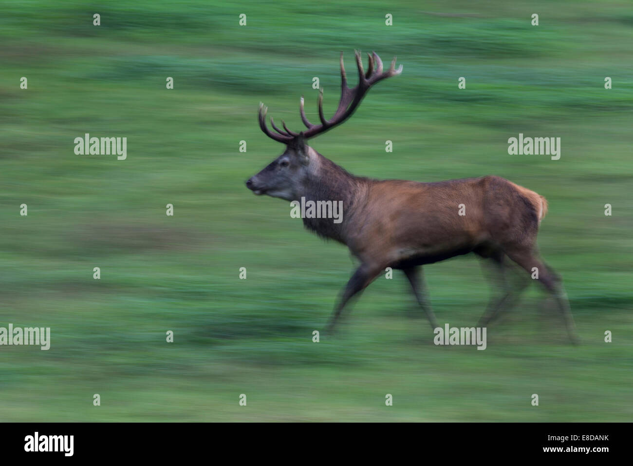 Running stag (Cervus elaphus), Arnsberg Forest, North Rhine-Westphalia ...