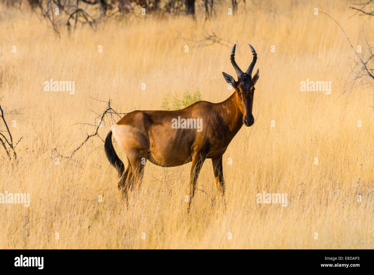 Hartebeest alcelaphus buselaphus in hi-res stock photography and images ...