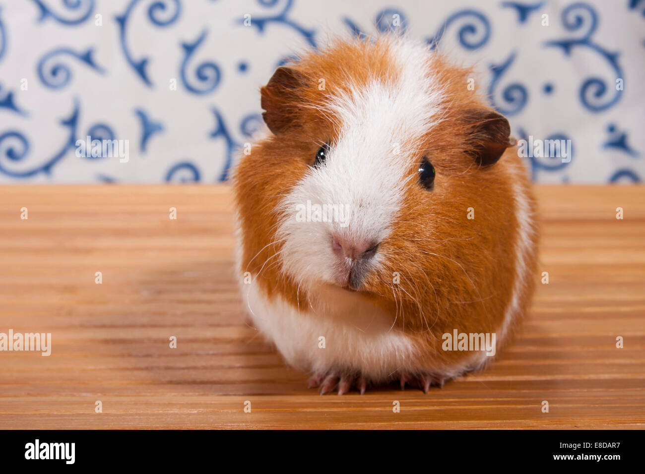 Guinea Pig, pup Stock Photo - Alamy