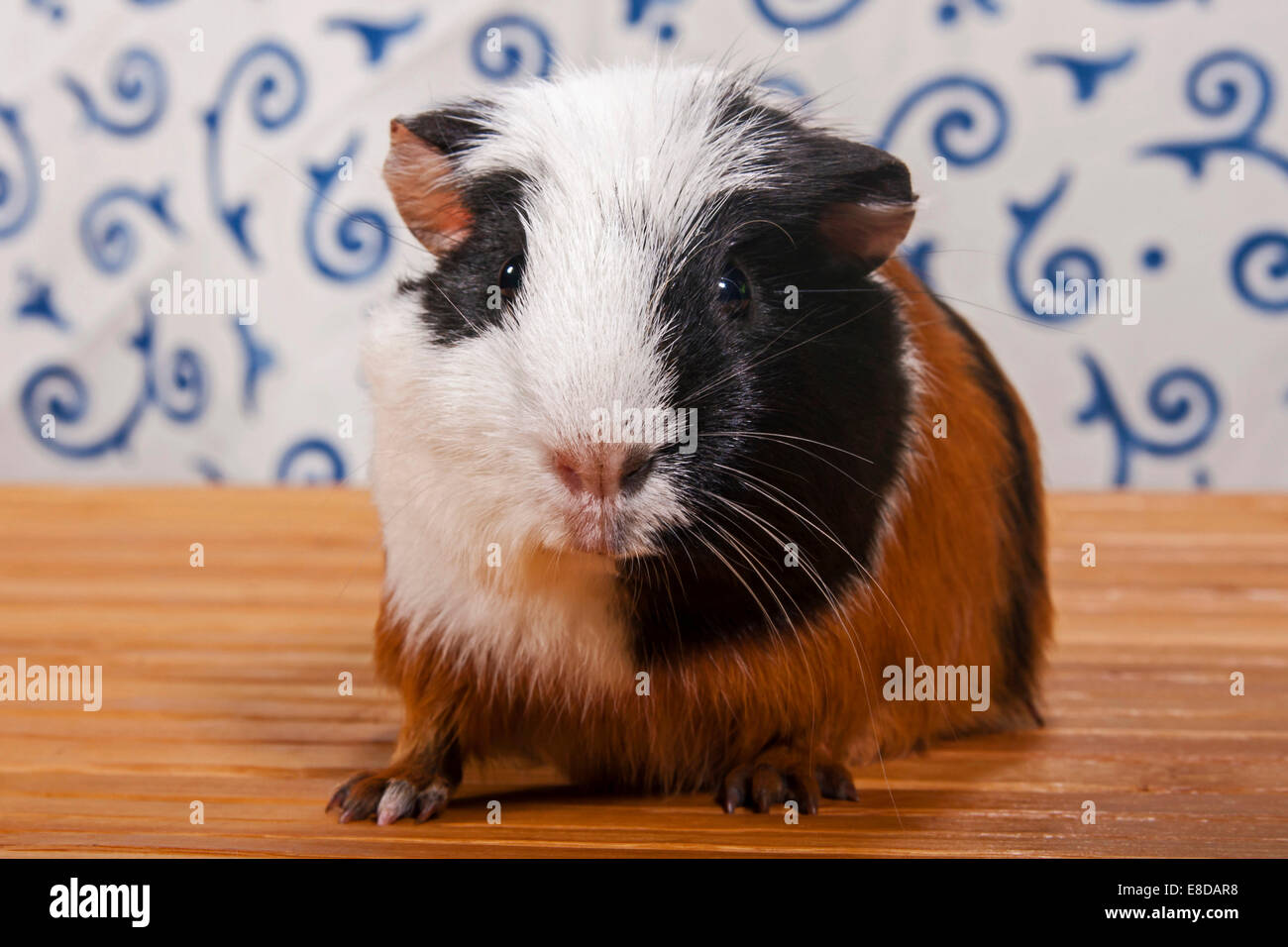 American Guinea Pig High Resolution Stock Photography and Images - Alamy