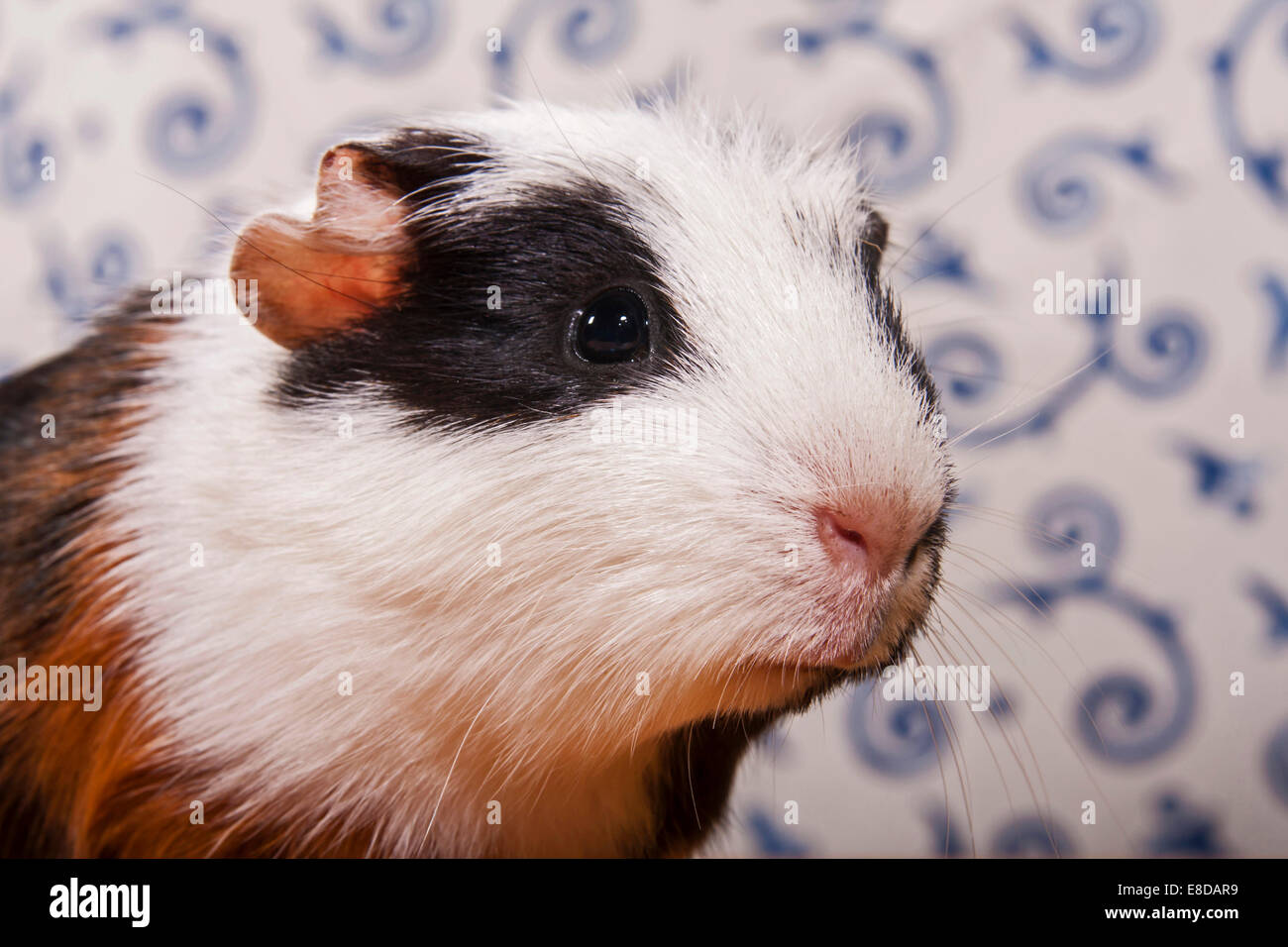 American Crested Guinea Pig, pup Stock Photo - Alamy