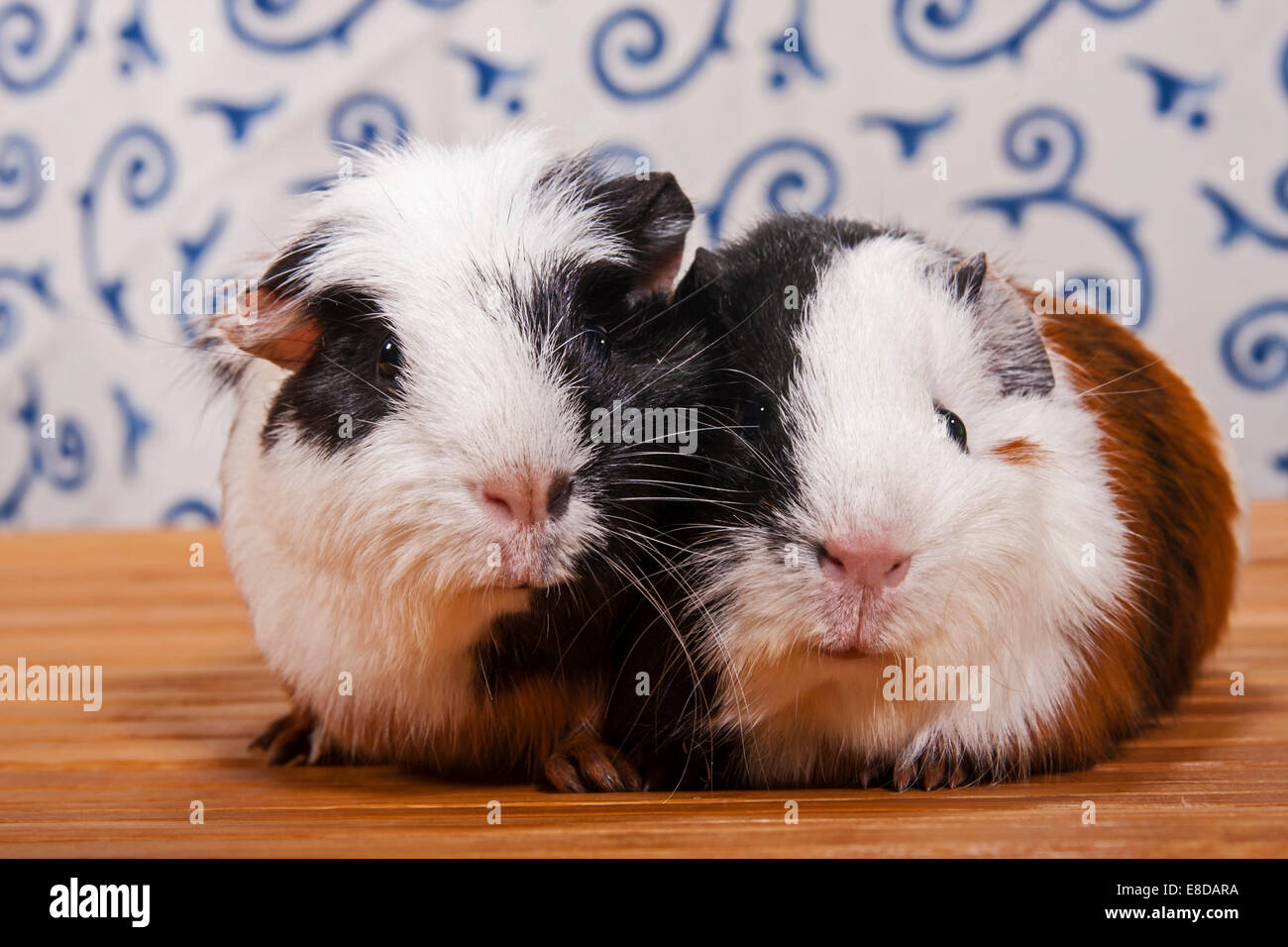 American Crested Guinea Pig and a Smooth Guinea Pig, pups Stock Photo ...