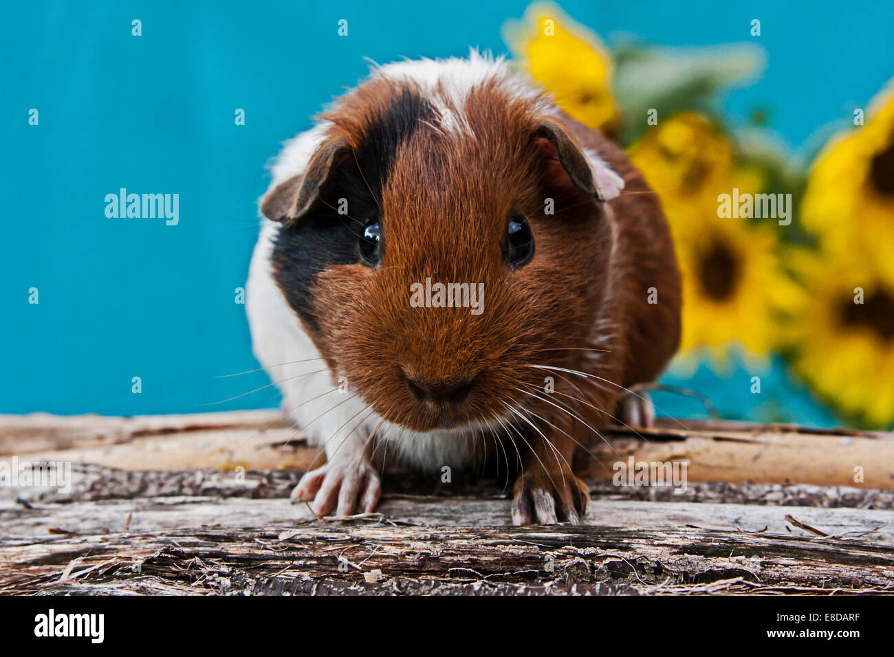 Smooth Guinea Pig, pup Stock Photo - Alamy