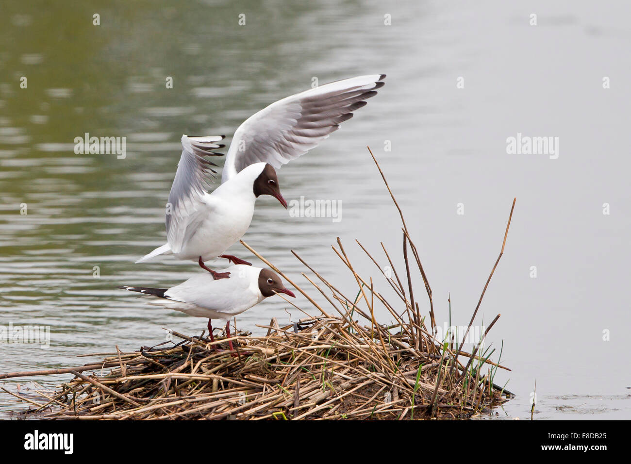 Mating seagulls hi-res stock photography and images - Alamy
