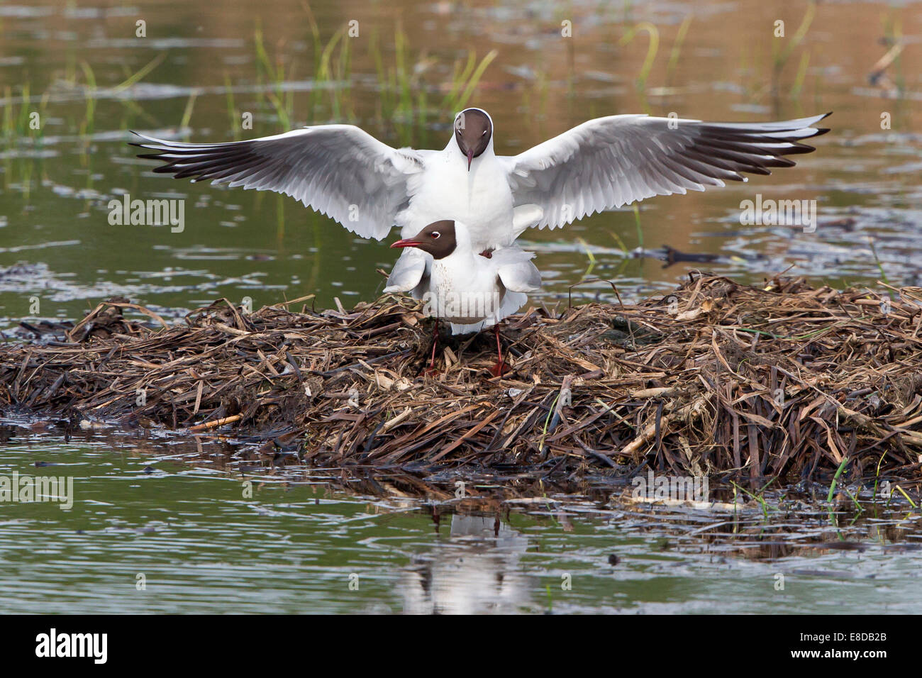 Mating seagulls hi-res stock photography and images - Alamy