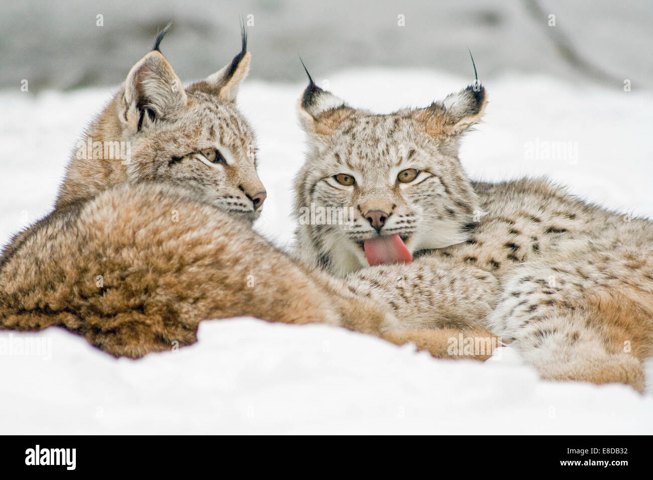 Two Lynxes (Lynx lynx) lying in the snow, Sababurg Zoo, North Hesse ...