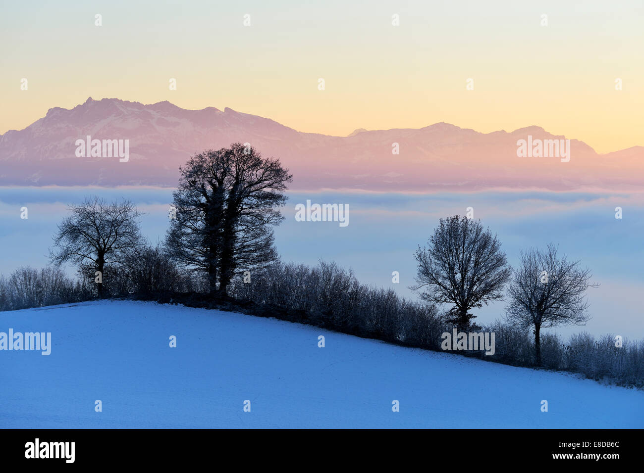High hedges hi-res stock photography and images - Alamy