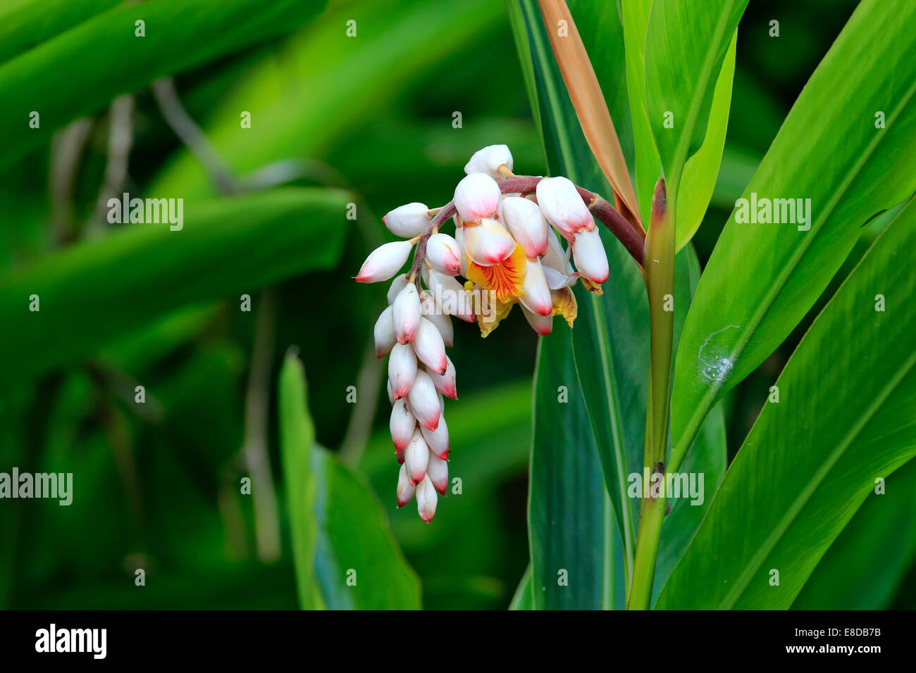 Shell ginger hi-res stock photography and images - Alamy