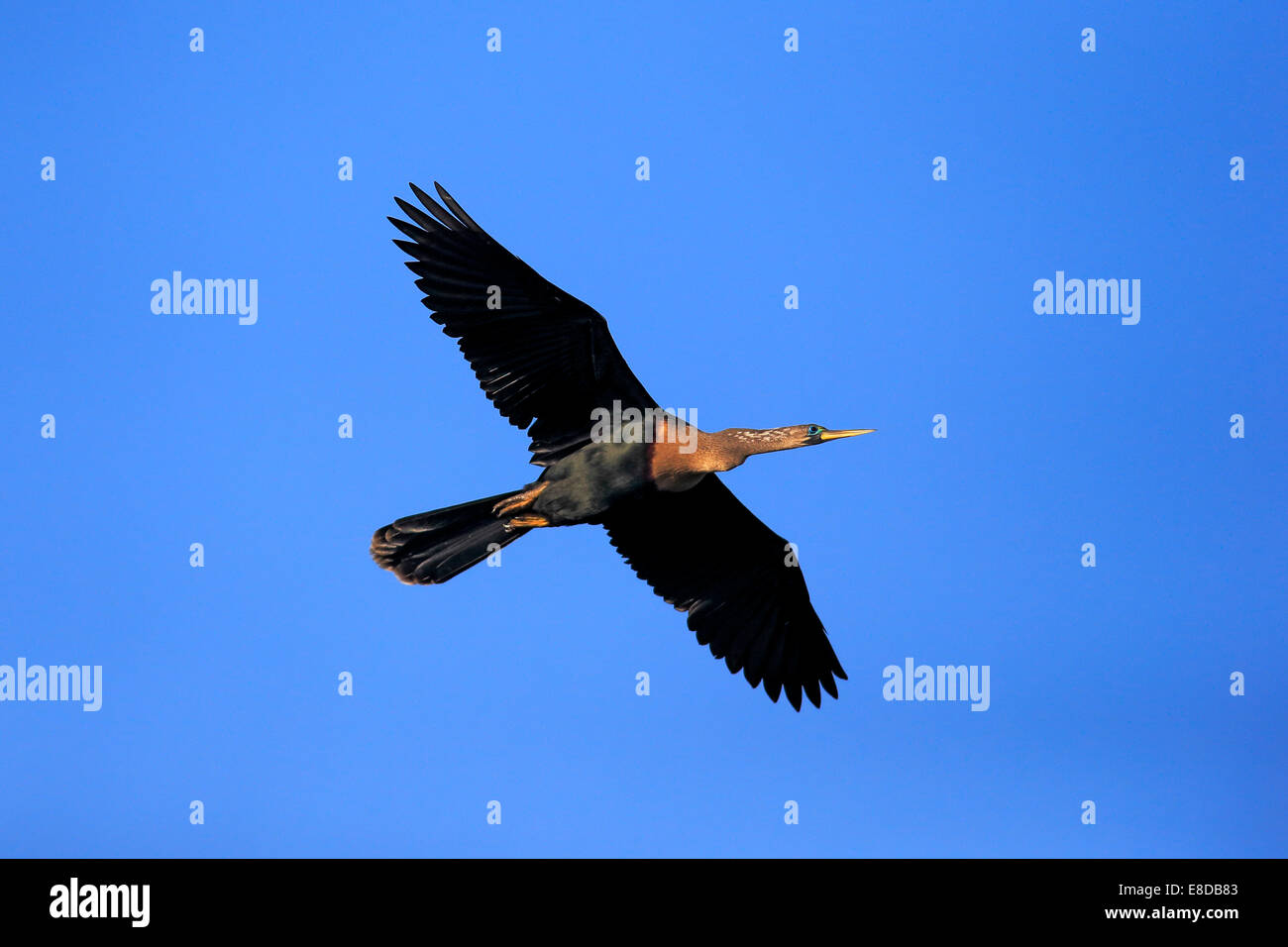 Blue darter hi-res stock photography and images - Alamy