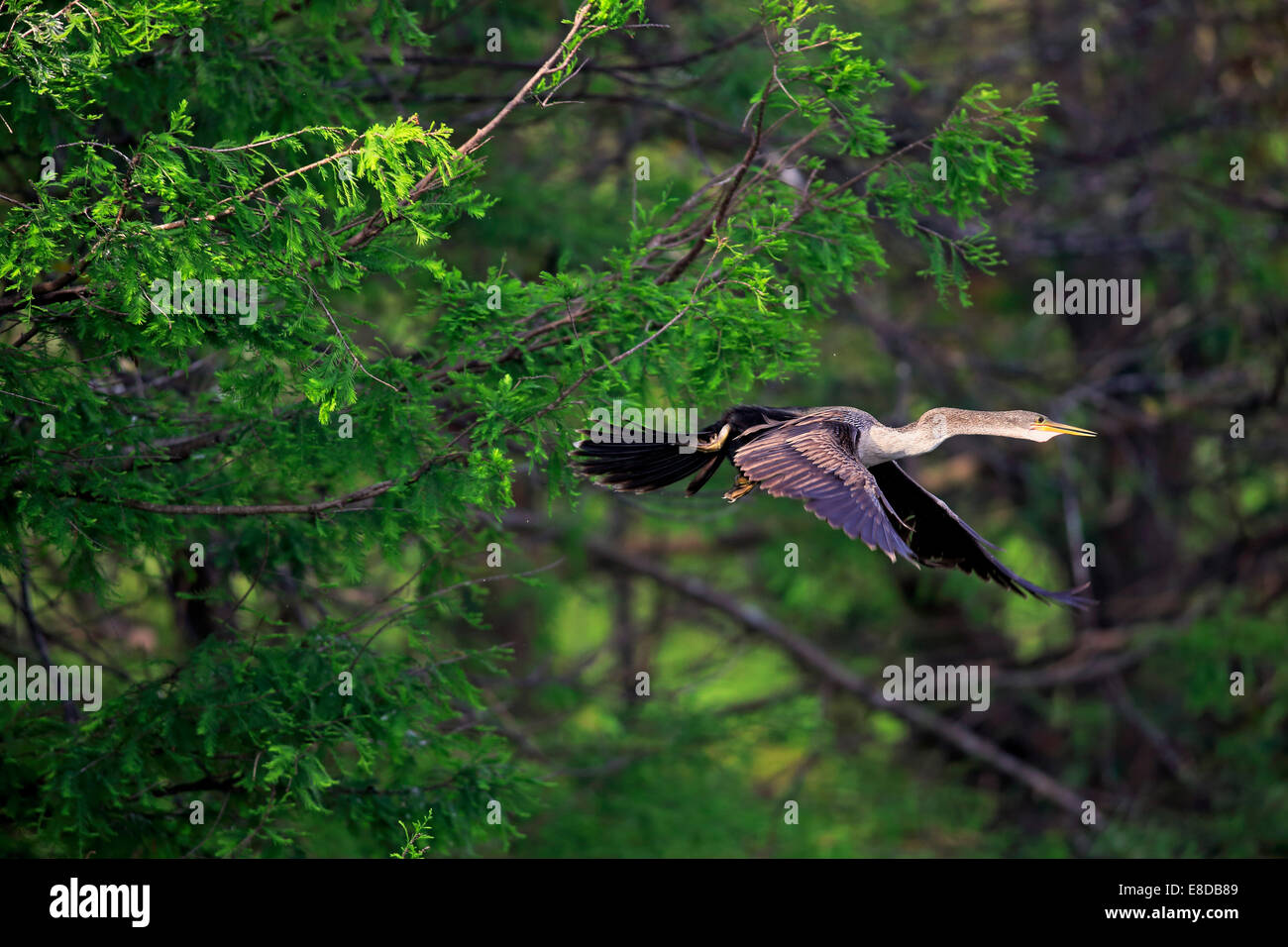 American Darter (Anhinga anhinga), flying, breeding plumage ...