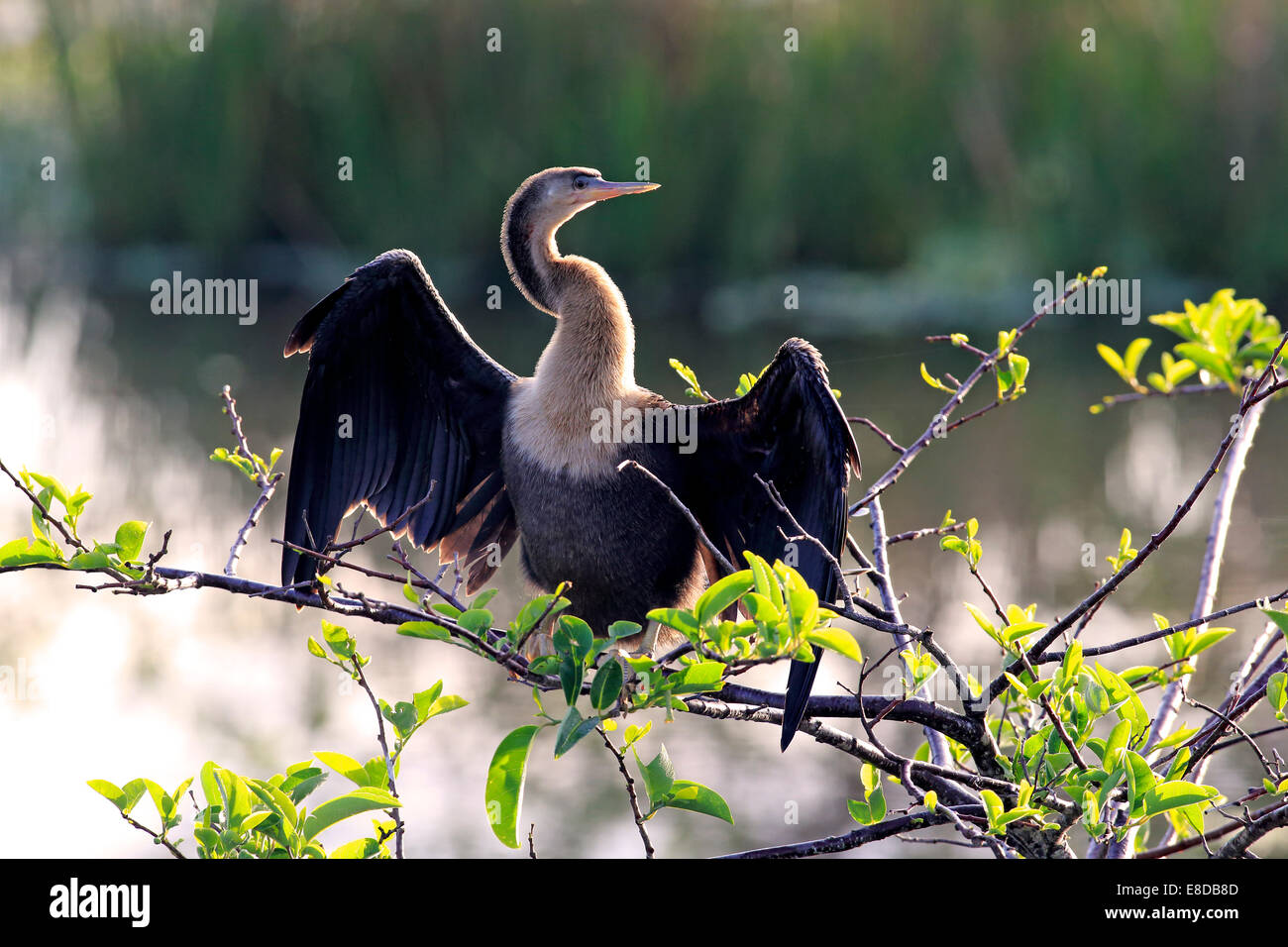American Darter or Snakebird (Anhinga anhinga), female perched in a ...