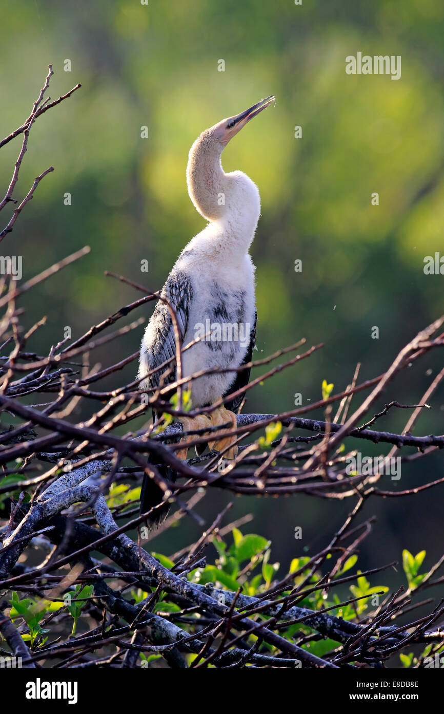 American Darter or Snakebird (Anhinga anhinga), young bird perched in a ...