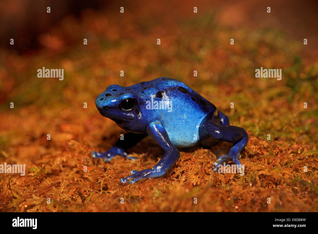 Blue Poison Frog (Dendrobates tinctorius), captive, Miami, Florida, USA ...