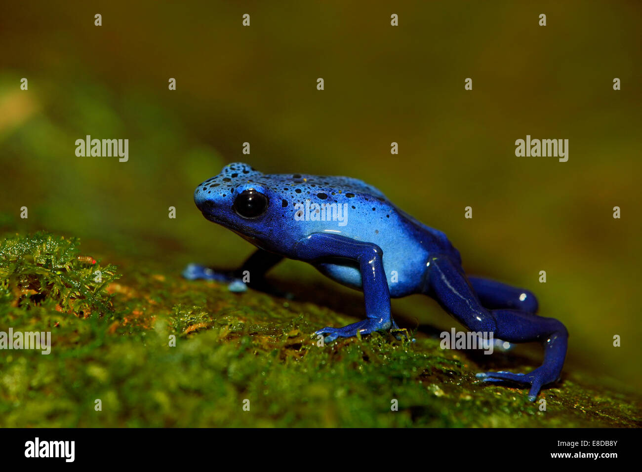 Blue Poison Frog (Dendrobates tinctorius), captive, Miami, Florida, USA ...