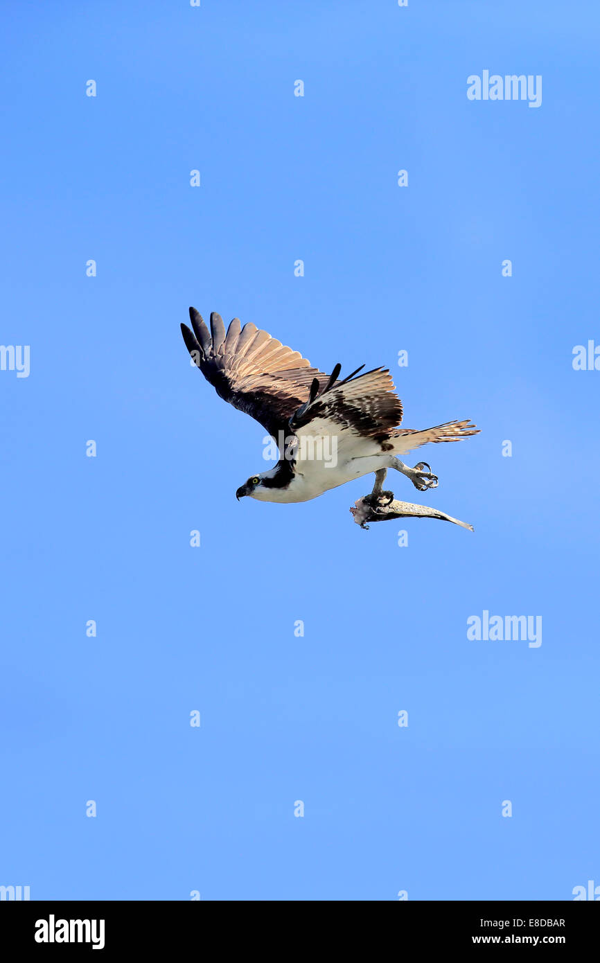 Wings spread with fish Cut Out Stock Images & Pictures - Alamy