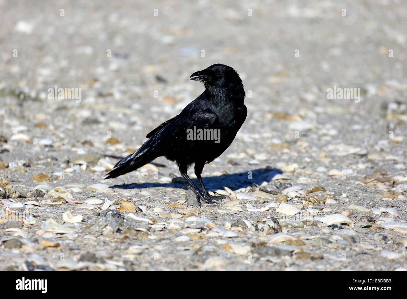Fish Crow (Corvus ossifragus), adult, Sanibel Island, Florida, USA ...