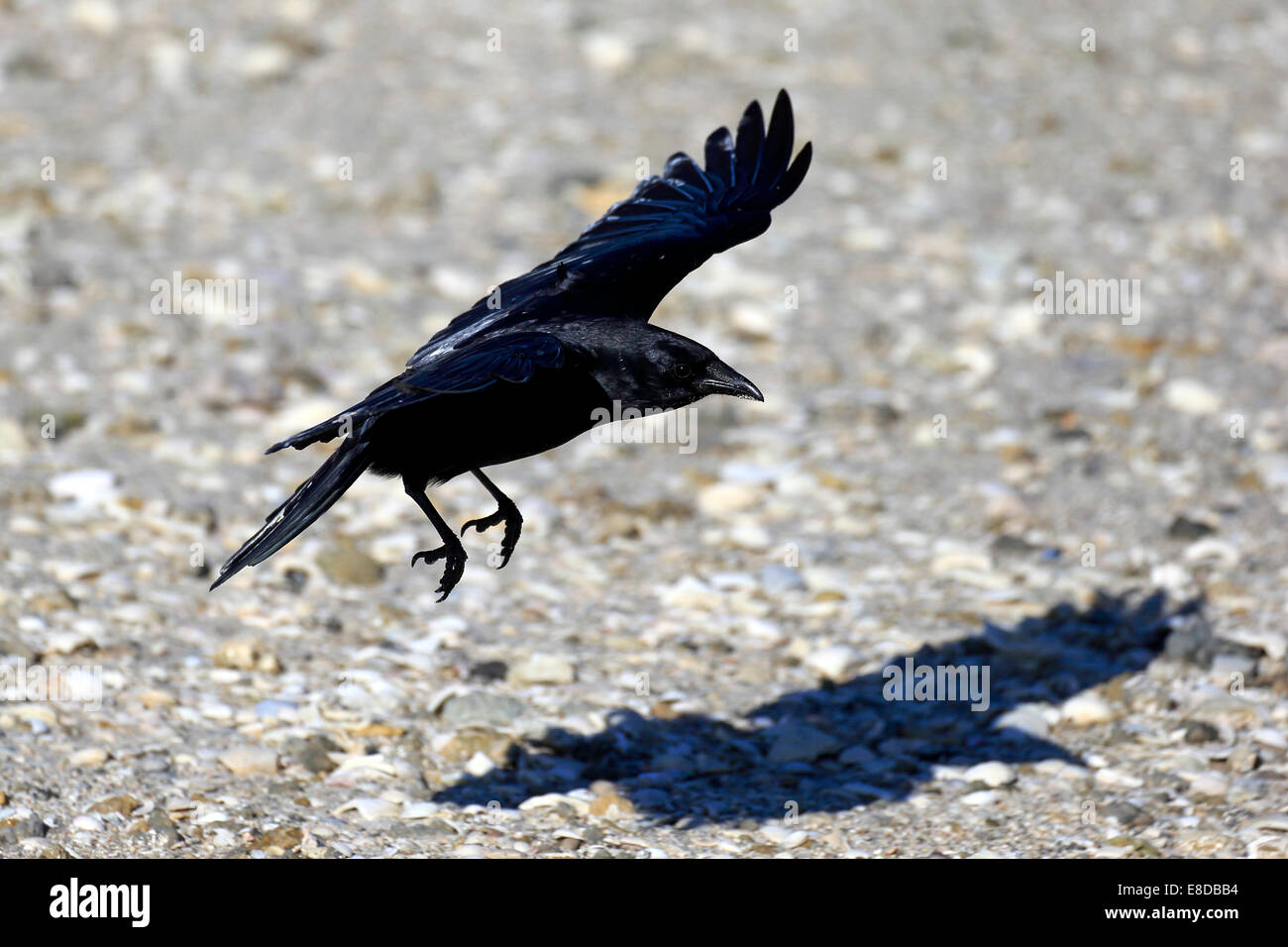 Crow landing hi-res stock photography and images - Alamy