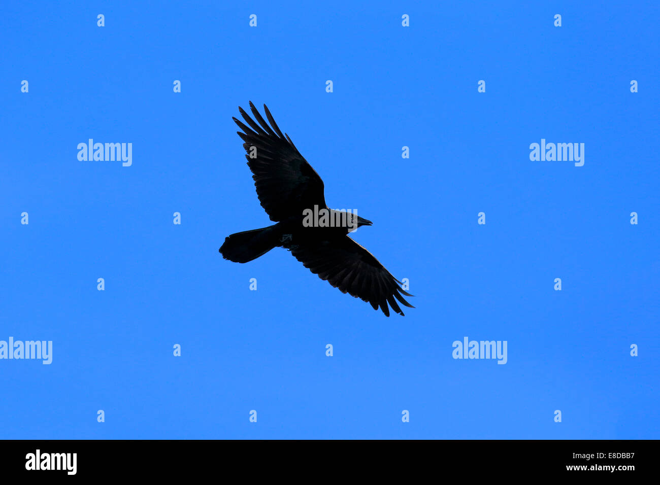 Fish Crow (Corvus ossifragus), adult, Sanibel Island, Florida, USA ...