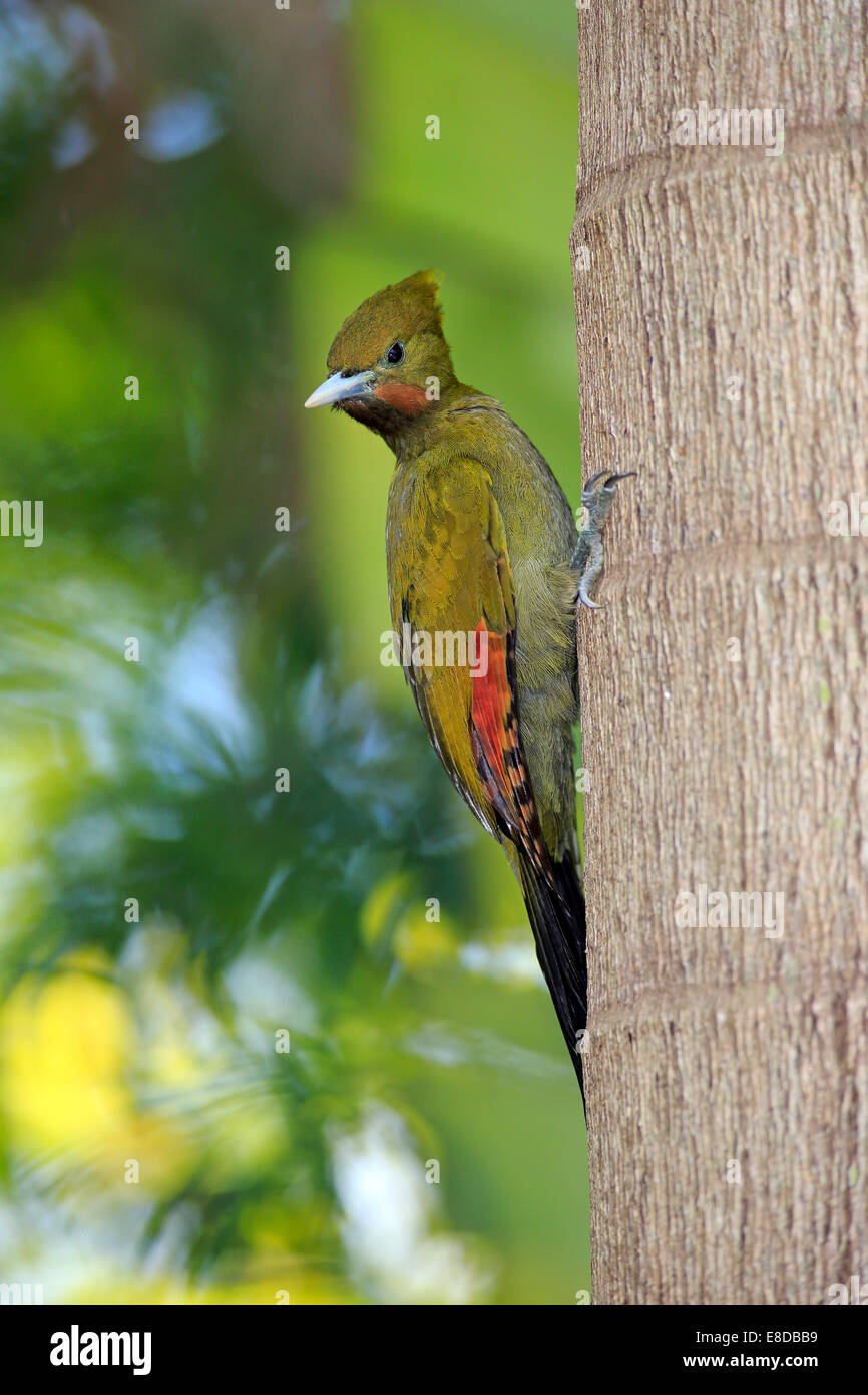 Greater Yellownape (Picus flavinucha), adult on a tree trunk, captive ...