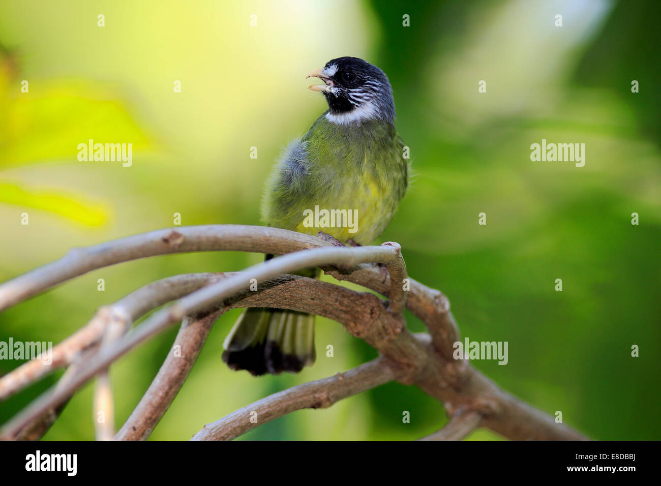 Collared Finchbill (Spizixos semitorques), adult, singing, captive ...