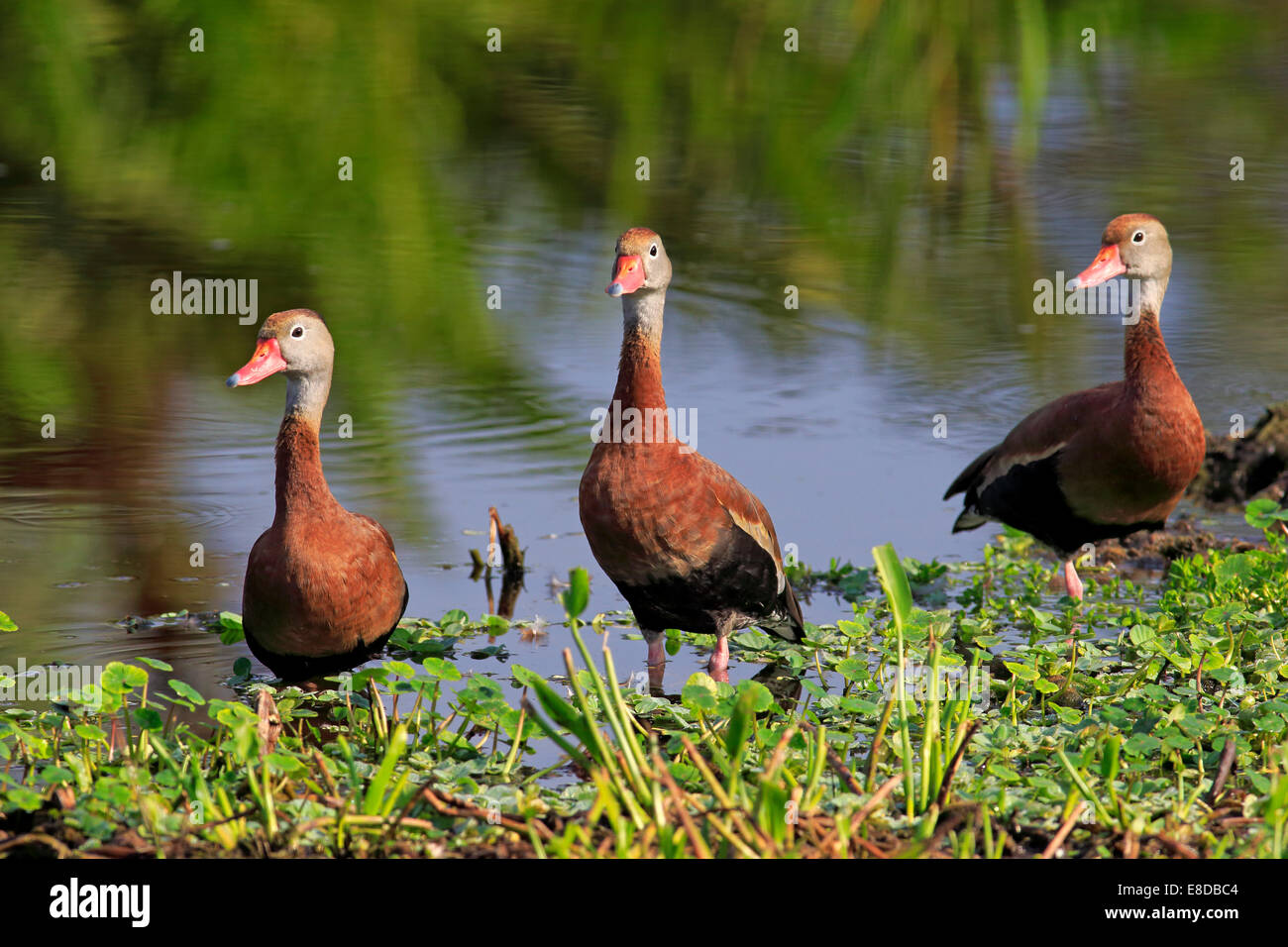 Three Black-bellied Whistling Ducks (Dendrocygna autumnalis), on the ...