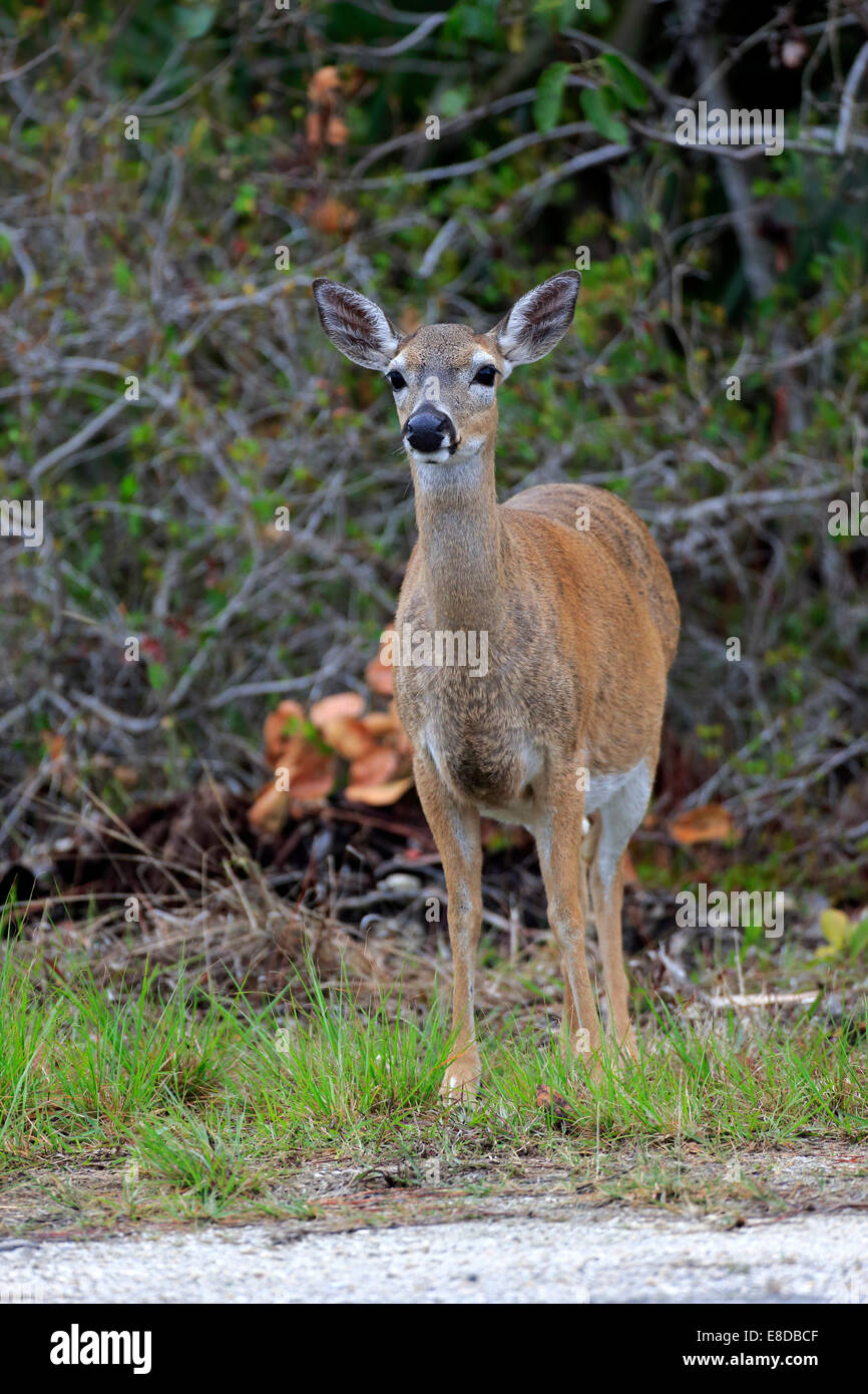 Florida deer white hi-res stock photography and images - Alamy