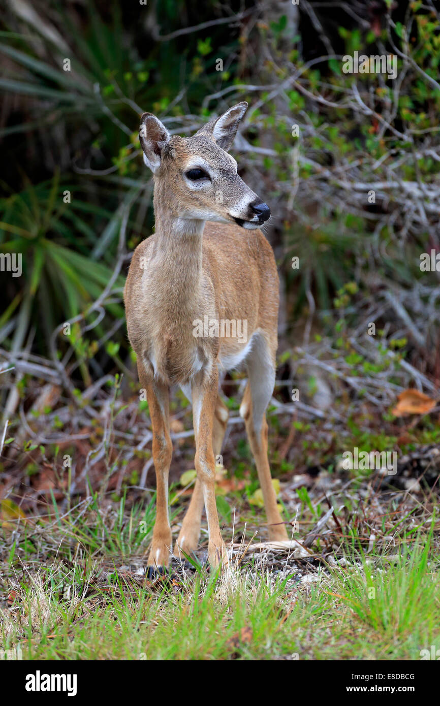 Key-white-tailed deer (Odocoileus virginianus clavium), adult, female ...
